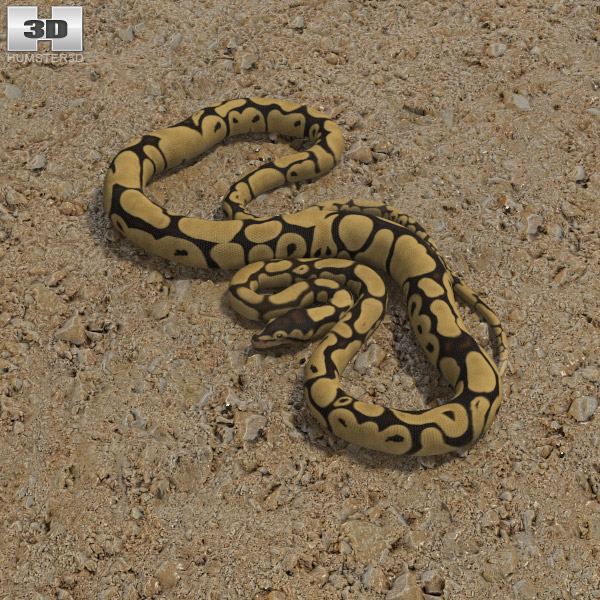 Common Python 3D model to Download in Max, FBX, Obj, C4D